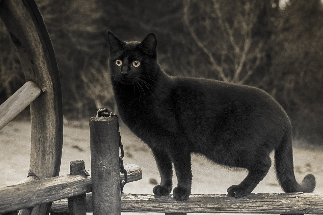 La science de la superstition et pourquoi les gens croient en l'incroyable